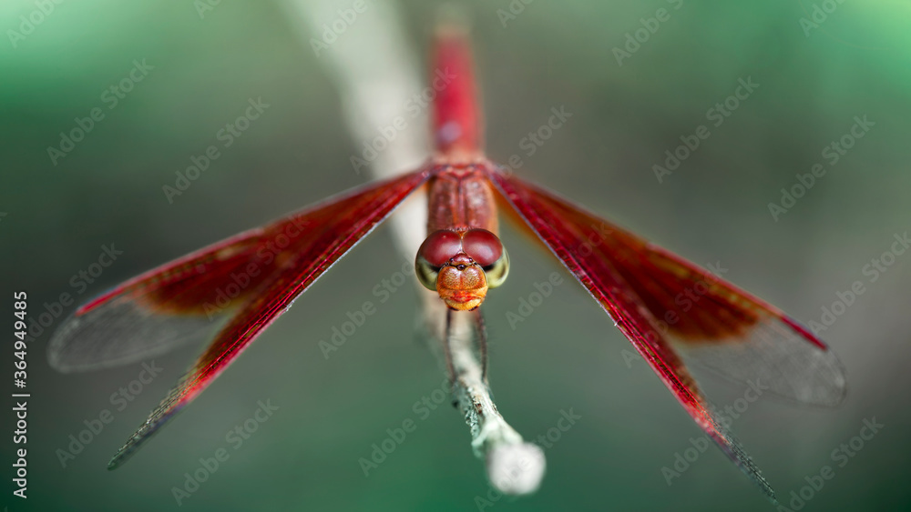 red dragonfly, wings wide open, landing on a branch. macro photography ...