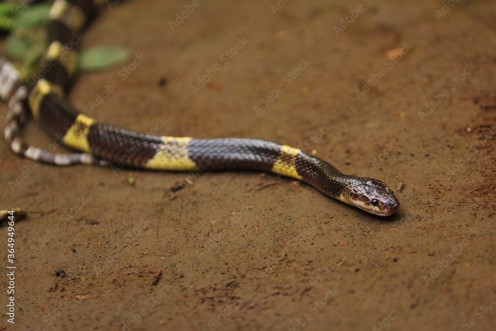 Bungarus candidus, commonly known as the Malayan krait or blue krait ...