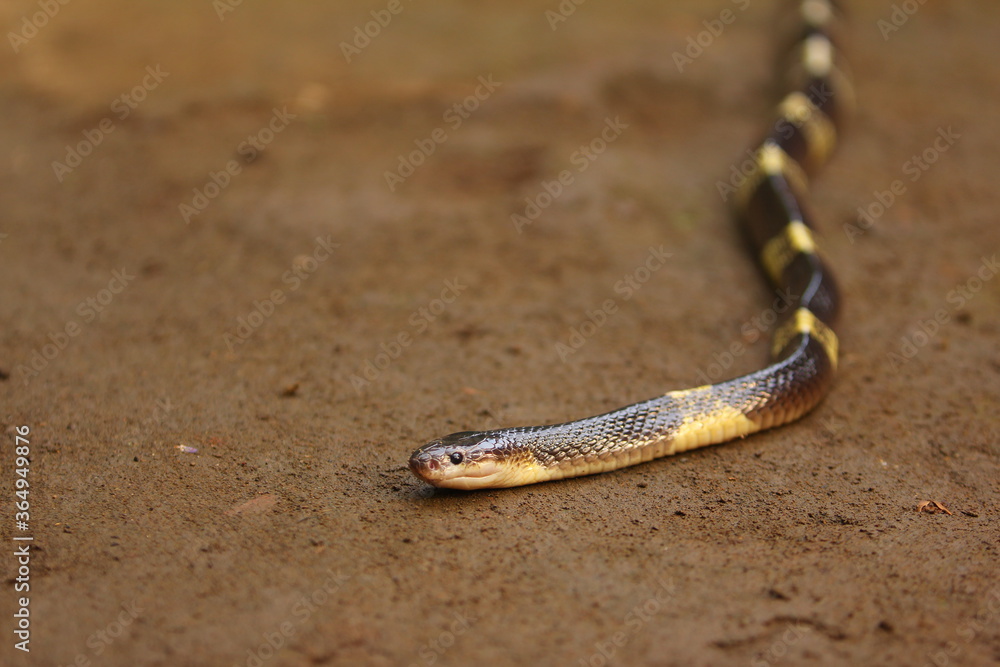 Bungarus candidus, commonly known as the Malayan krait or blue krait ...