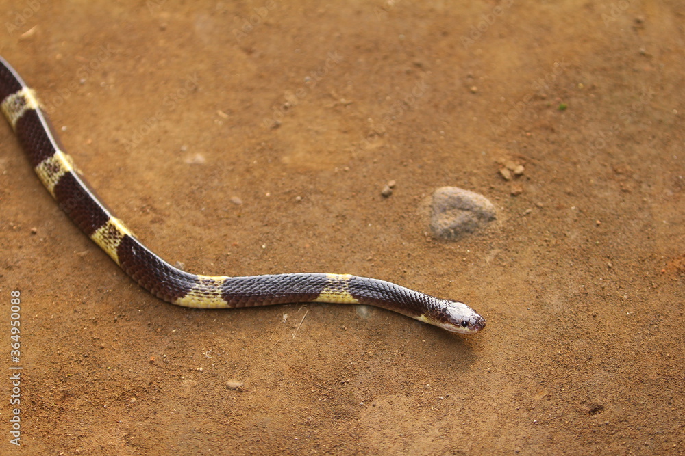 Bungarus candidus, commonly known as the Malayan krait or blue krait ...