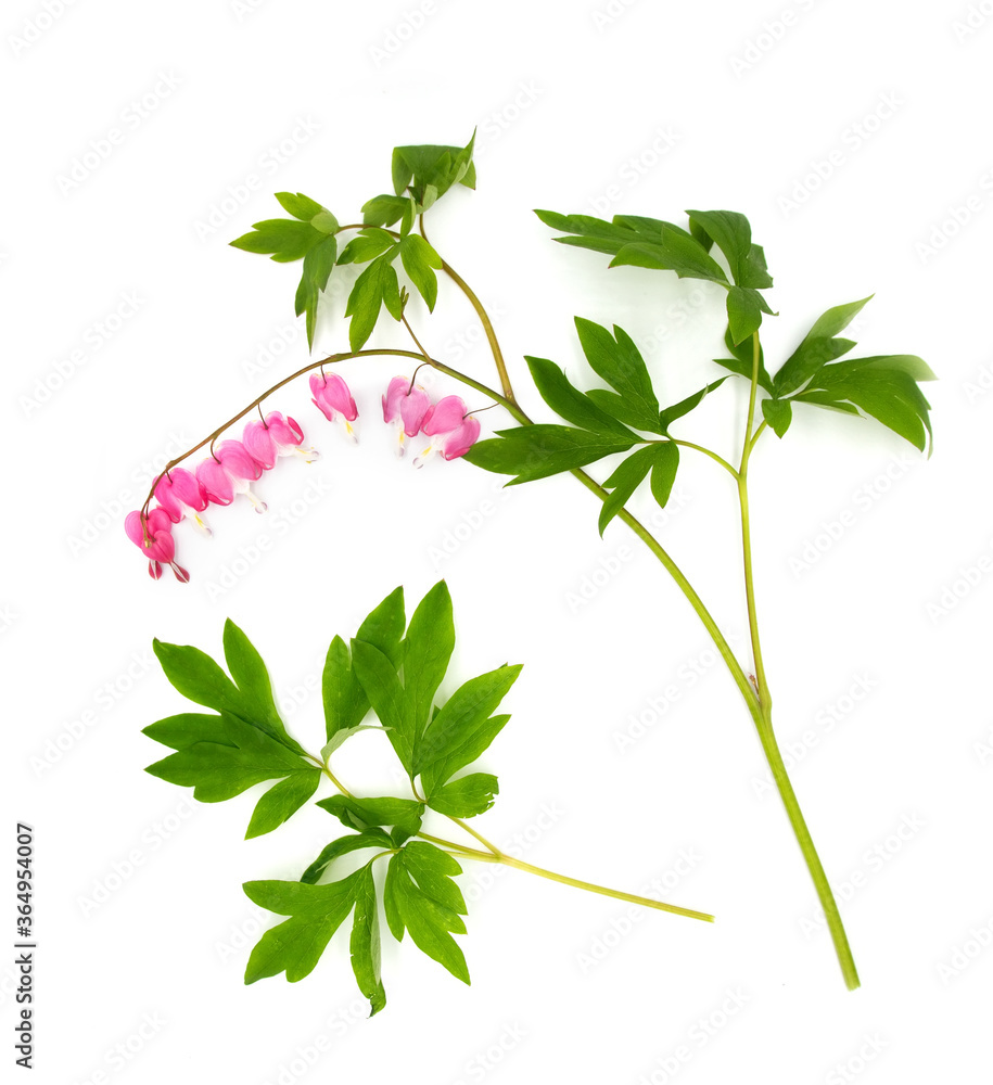 Fotka „Top view of tender pink bleeding-hearts dicentra flowers branch ...