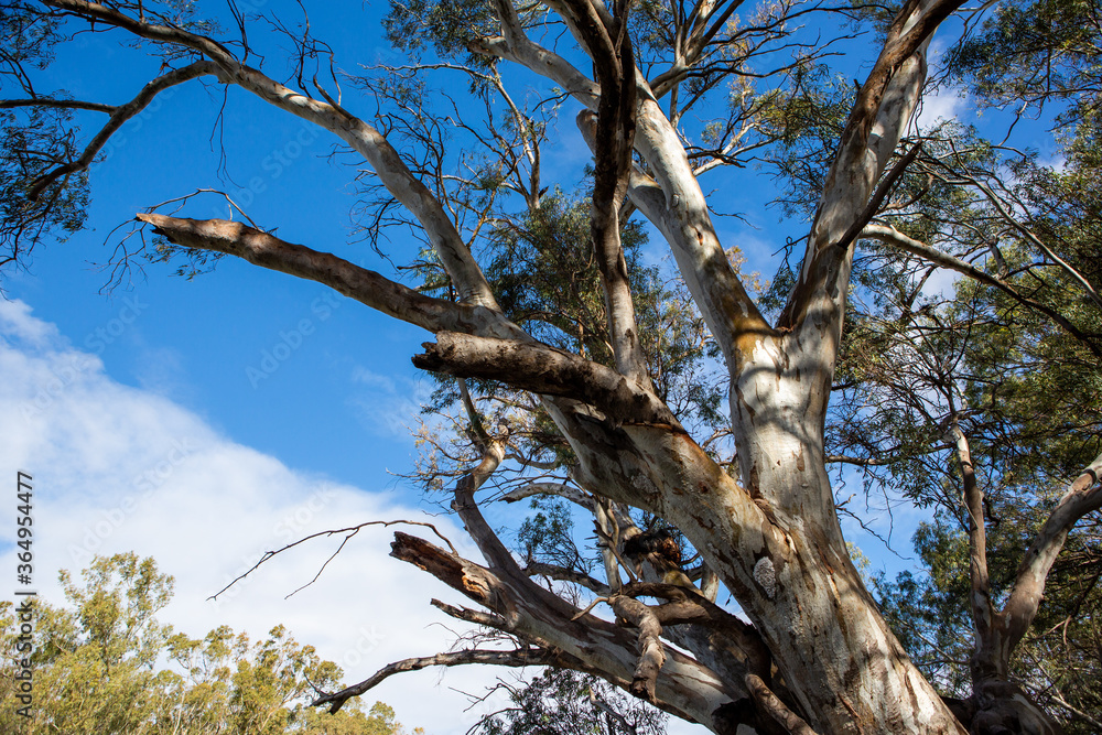 river red gum trees along side the River Murray in the River Murray ...