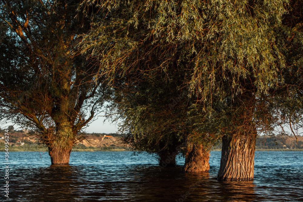Trees in a lake with roots under water and branches out in Moldova ...