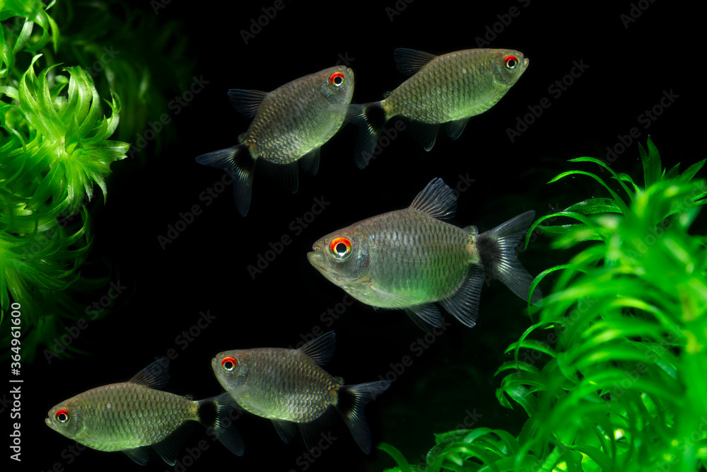 Red Eye Tetra fish isolated on water plants black background Stock ...