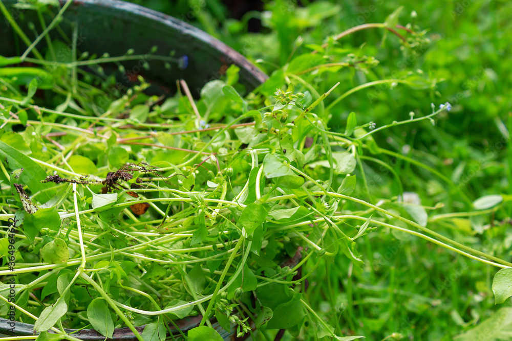 Weeds in old metal bucket while weeding garden beds. Woodlice grass ...