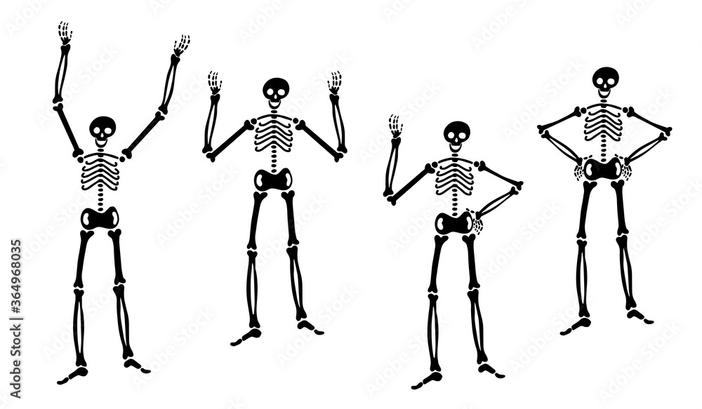 set of standing human skeletons with hands in different poses. isolated ...