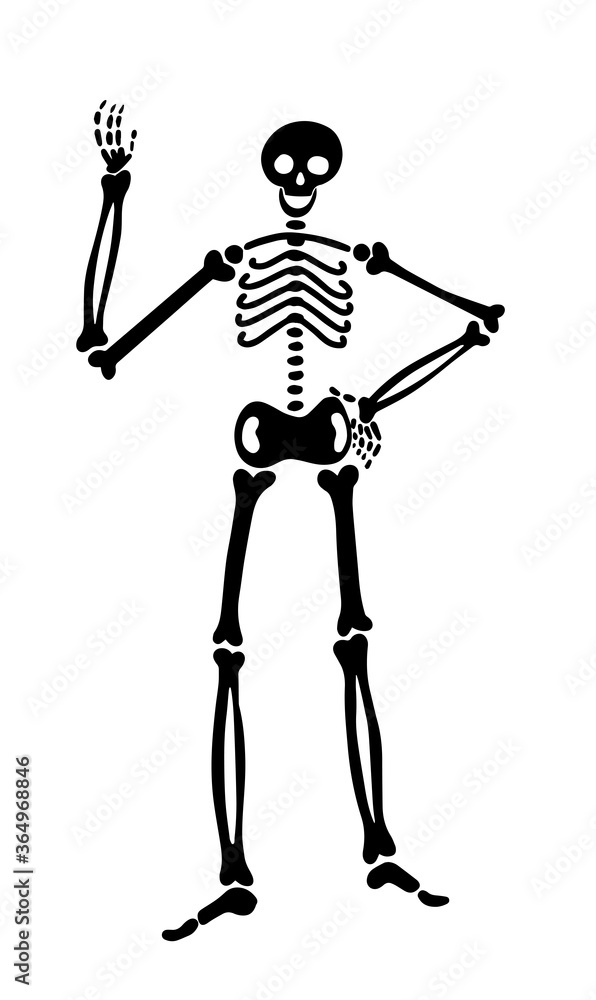 vector skeleton isolated on a white background. full length human ...