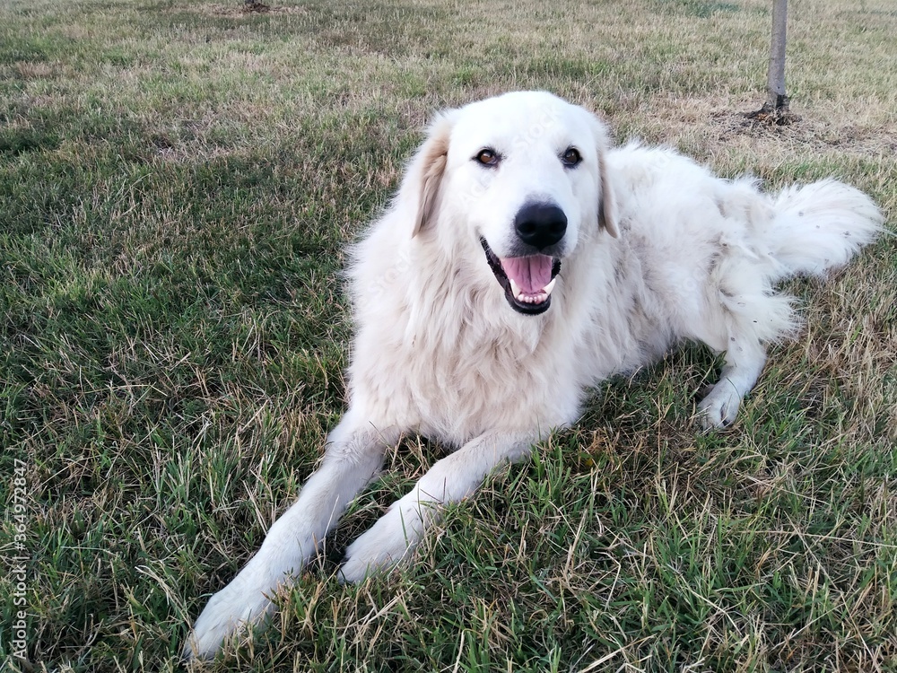 Maremmano-Abruzzese Sheepdog,an Italian dogs that is popular to ...