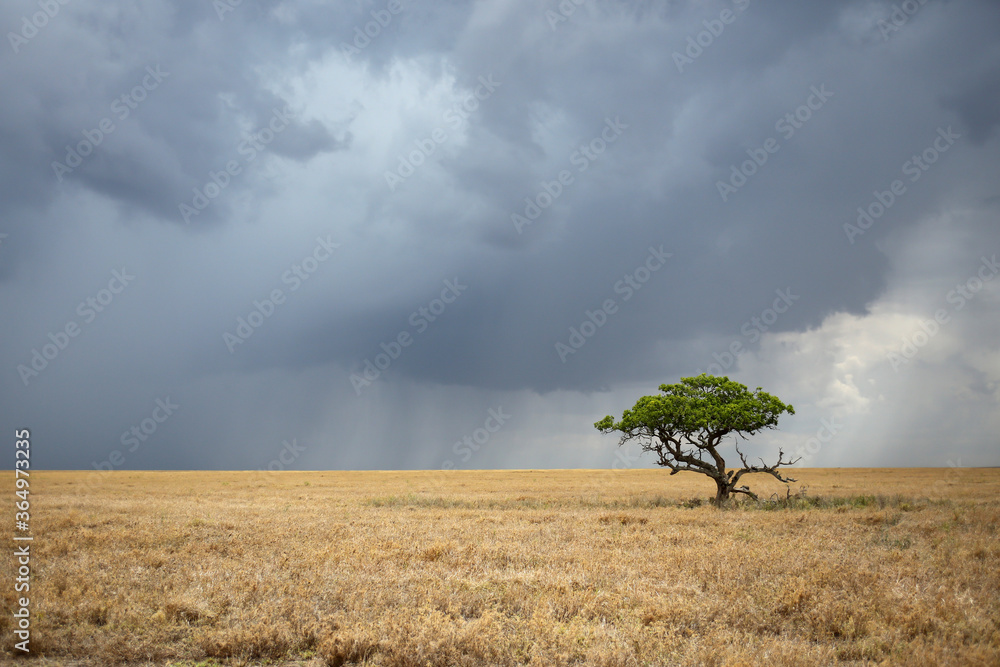 Loan tree in the Savana with storm in the back ground. Stock Photo ...