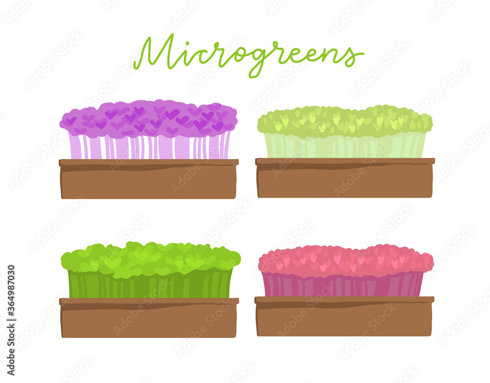 Microgreens box. Different kind of superfood. Growing superfood at home ...