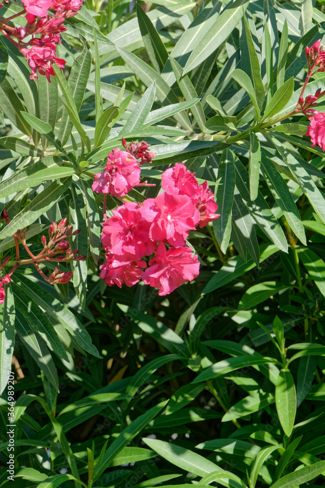 Laurier rose- Nérium oleander rouge double - Gard Stock Photo | Adobe Stock