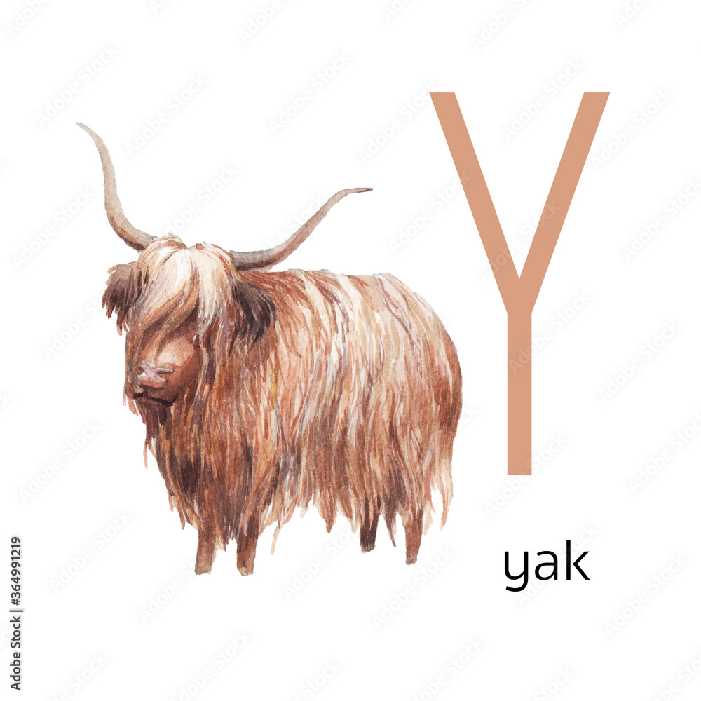 Animals alphabet. Y for yak. Watercolor letters illustration isolated ...