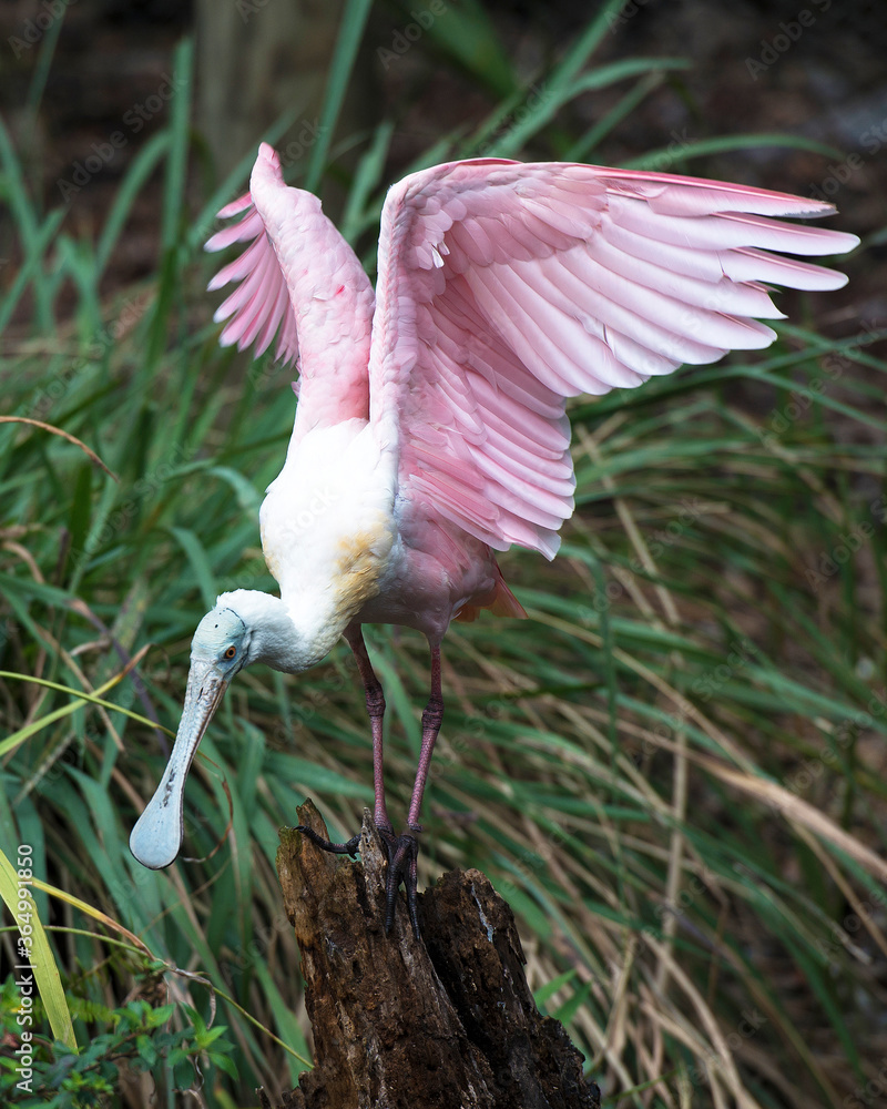 Roseate Spoonbill bird Stock Photos. Roseate Spoonbill bird with spread ...