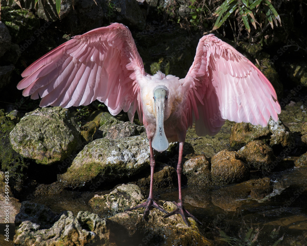 Roseate Spoonbill bird Stock Photos. Roseate Spoonbill bird with spread ...