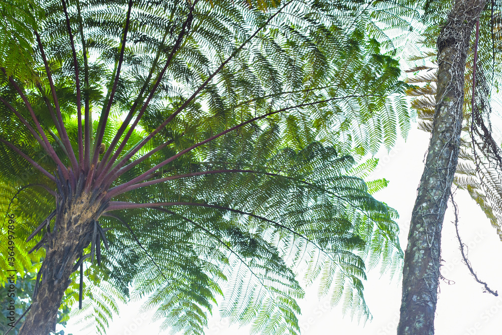 Many giant fern trees in a tropical rain forest with a background of ...