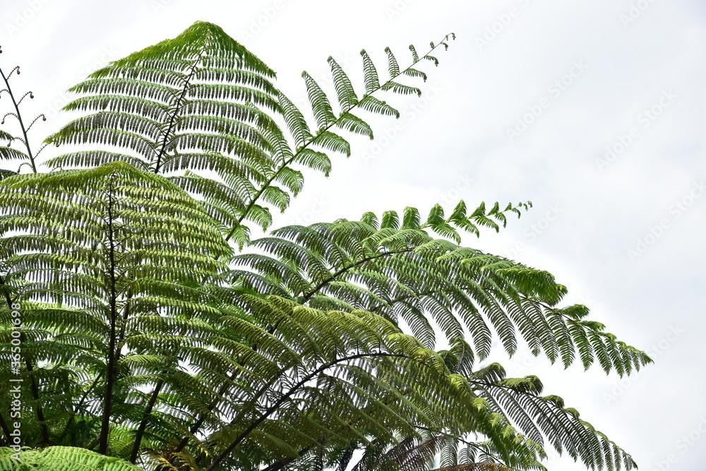 Many giant fern trees in a tropical rain forest with a background of ...