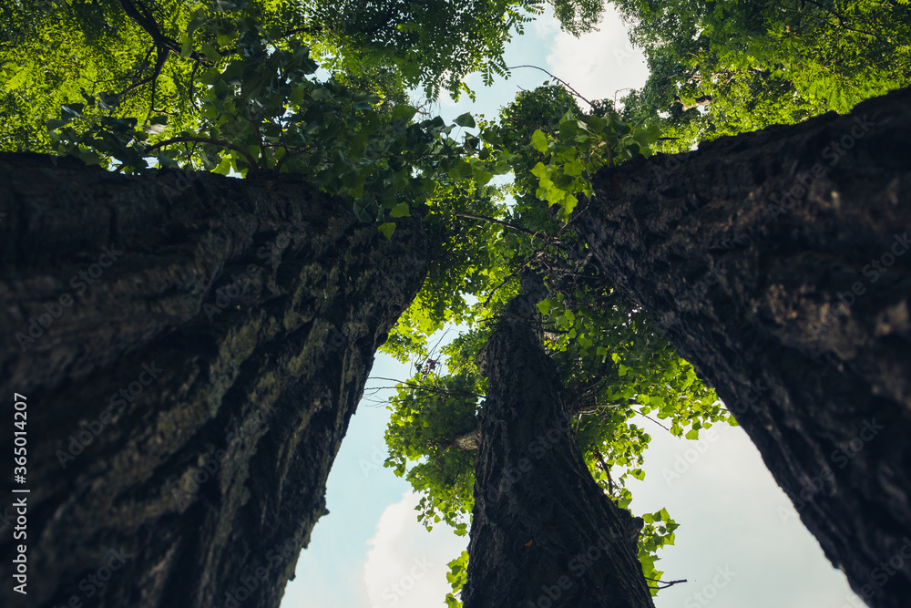 High tree crowns in the forest branches of nature, leaf season, growth ...