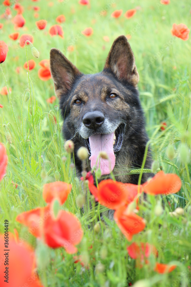 Deutscher Schäferhund reinrassig im Mohnfeld in der Mohnwiese Gerste ...