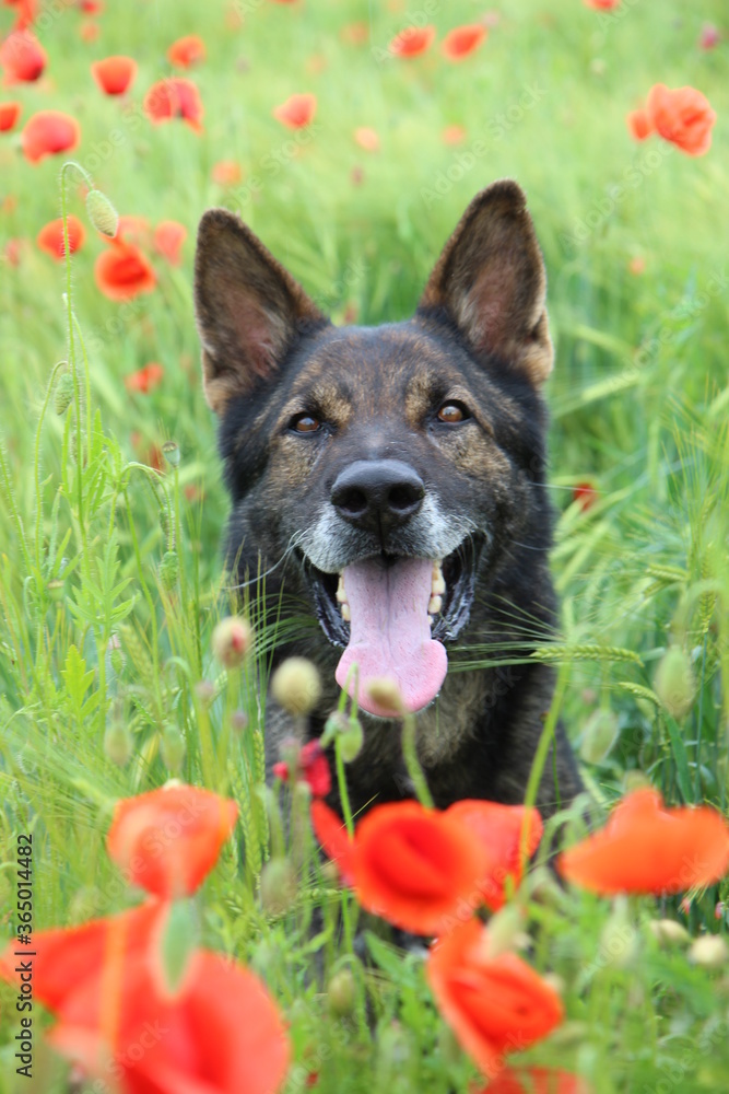 Deutscher Schäferhund reinrassig im Mohnfeld in der Mohnwiese Gerste ...