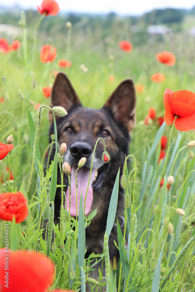 Deutscher Schäferhund reinrassig im Mohnfeld in der Mohnwiese Gerste ...
