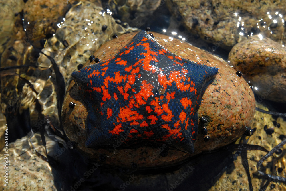 Starfish Patiria pectinifera (the blue bat star) in the water ...