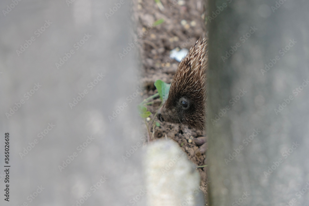 Foto de Muzzle of a young hedgehog in the gap between the boards of the ...