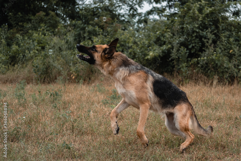 A German shepherd plays with soap bubbles. The dog catches soap bubbles ...