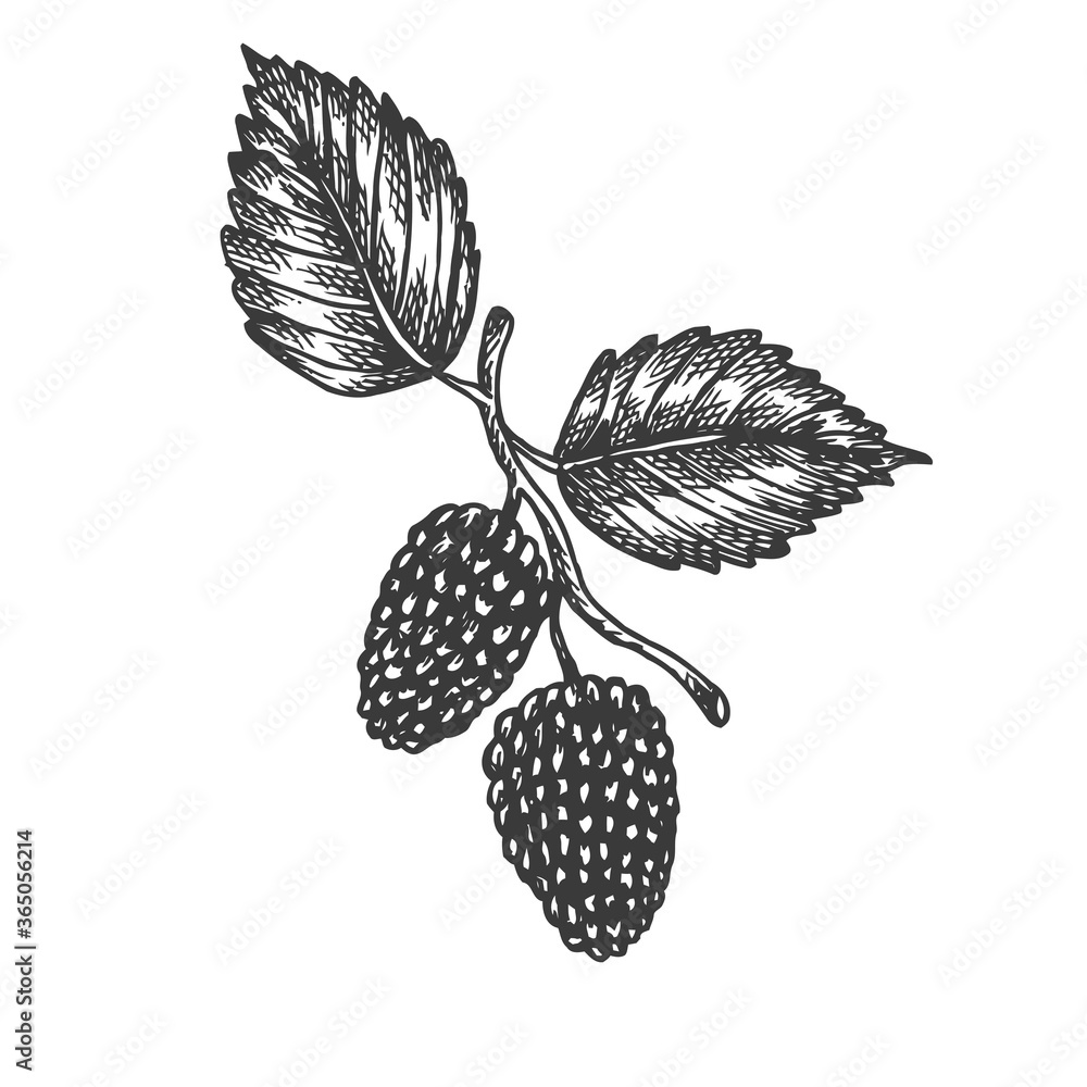 Mulberry hand drawn vector. Sketch of fruit Vector illustration. Berry ...