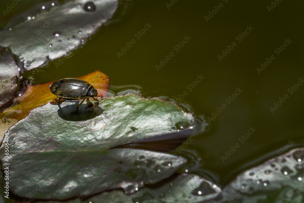 Water beetle Acilius sulcatus sits on leaves of water lily in garden ...