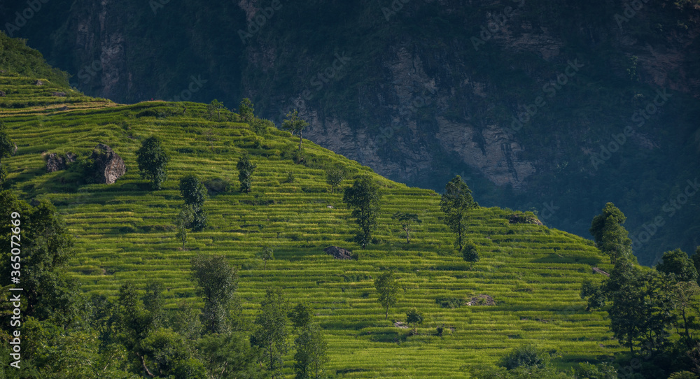 Rice fields along Manaslu Circuit trail from Arughat village to ...
