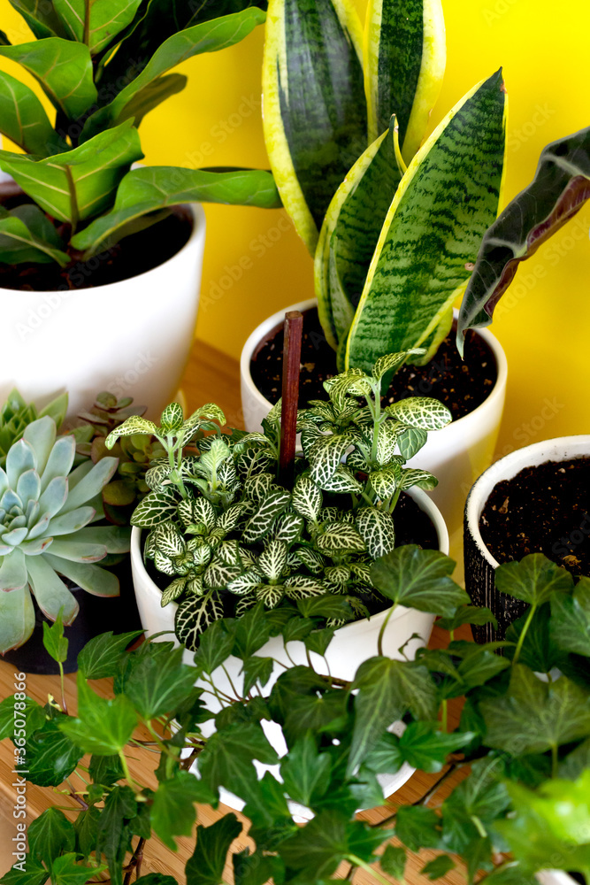Indoor home garden plants. Collection various flowers - Snake plant ...