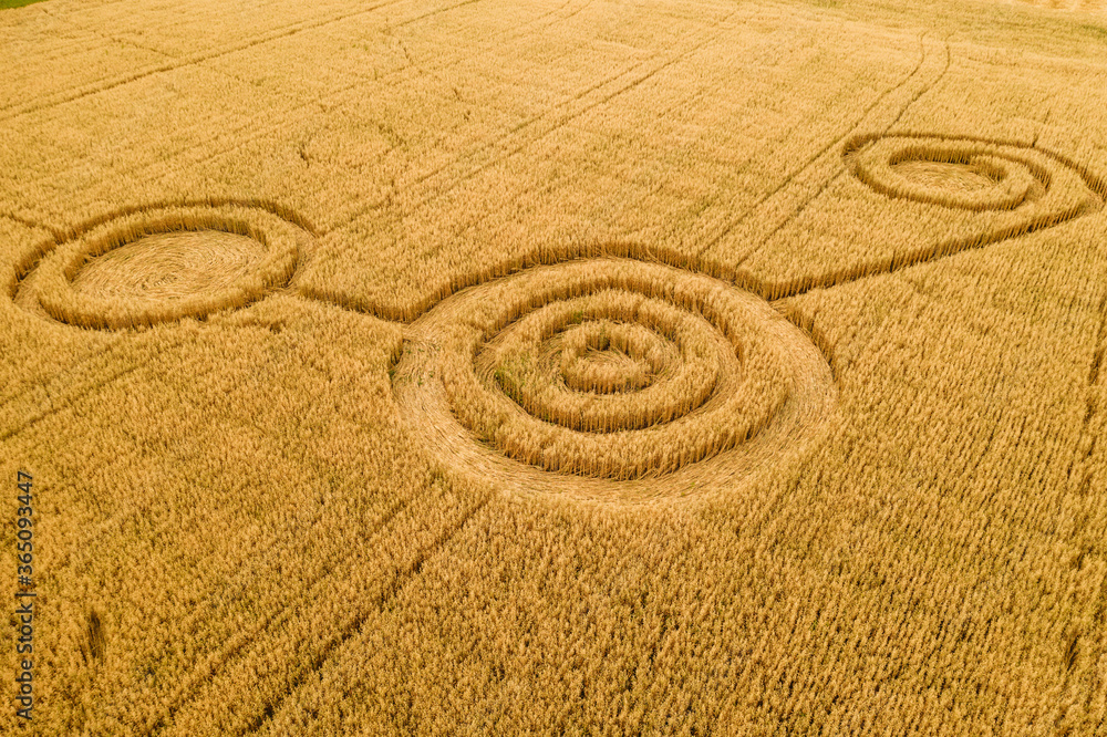 Fake UFO circles on grain crop yellow field, aerial view from drone ...