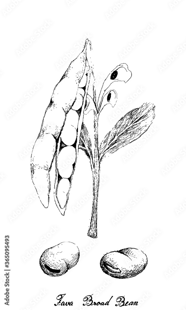 Vegetable, Illustration of Hand Drawn Sketch Fresh Fava Bean or Broad ...