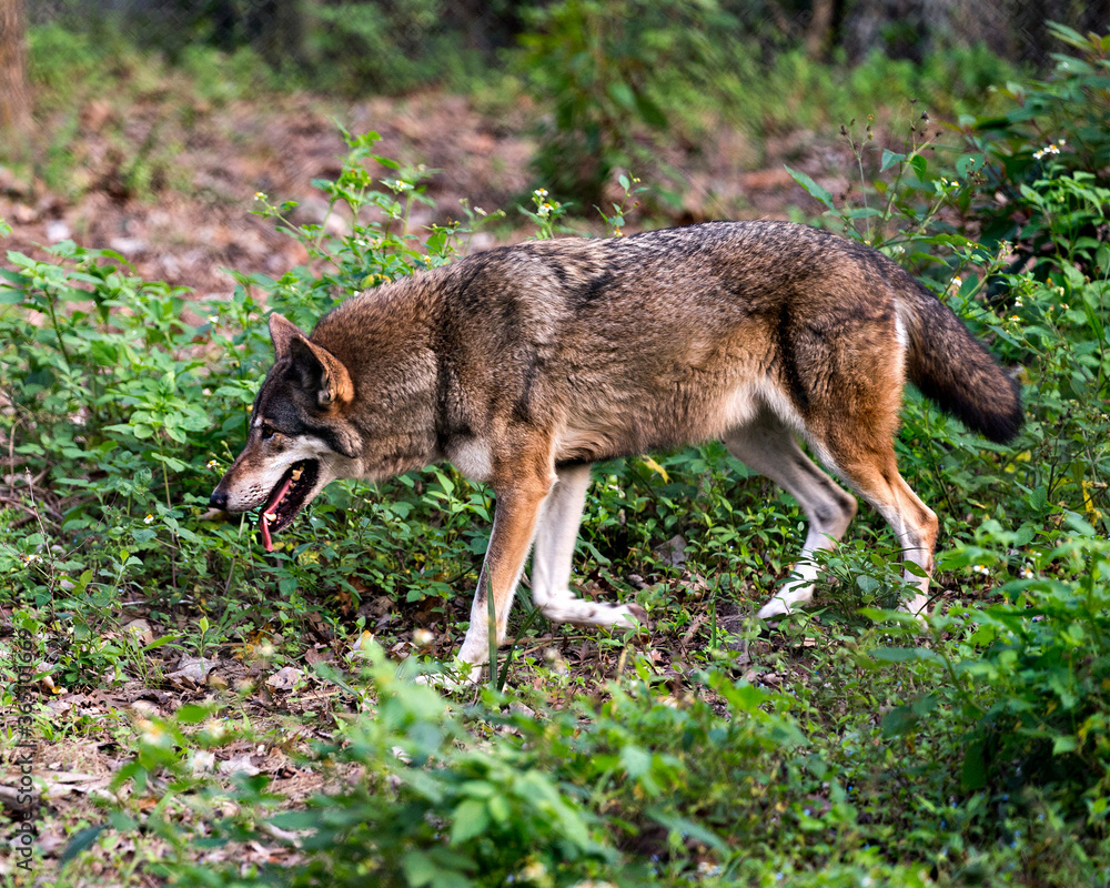 Wolf stock photos. Image. Picture. Portrait. Red wolf close-up profile ...