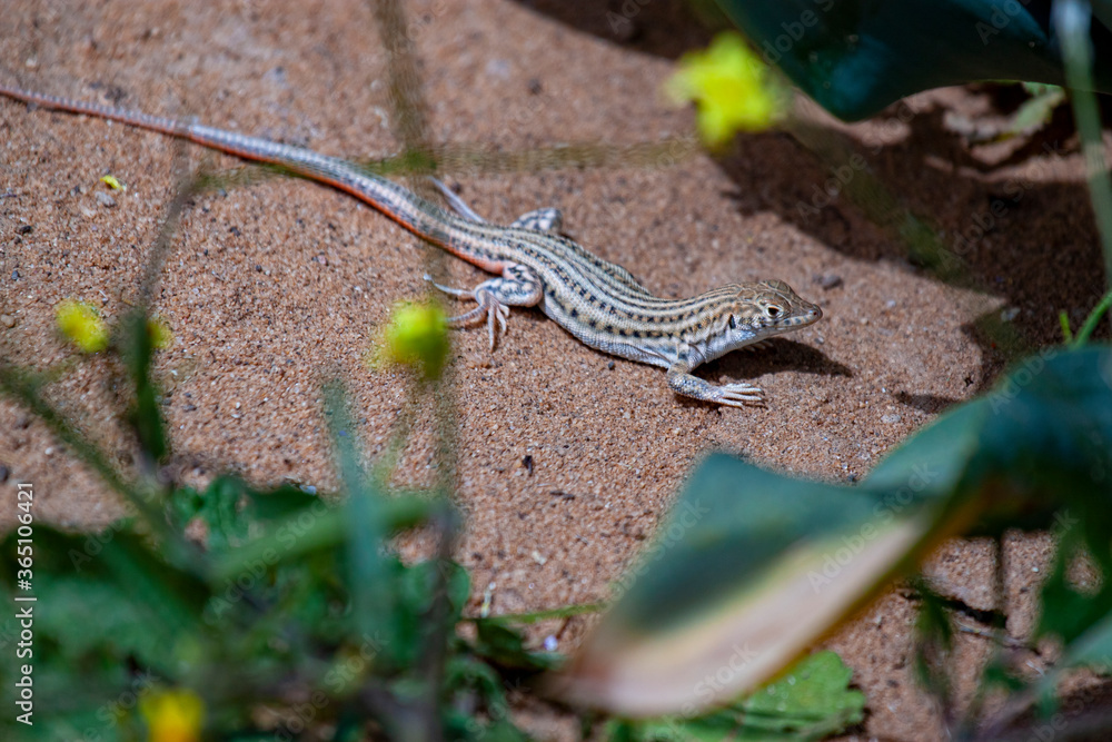 Foto de A close up image of Schreiber's fringe-fingered lizard ...
