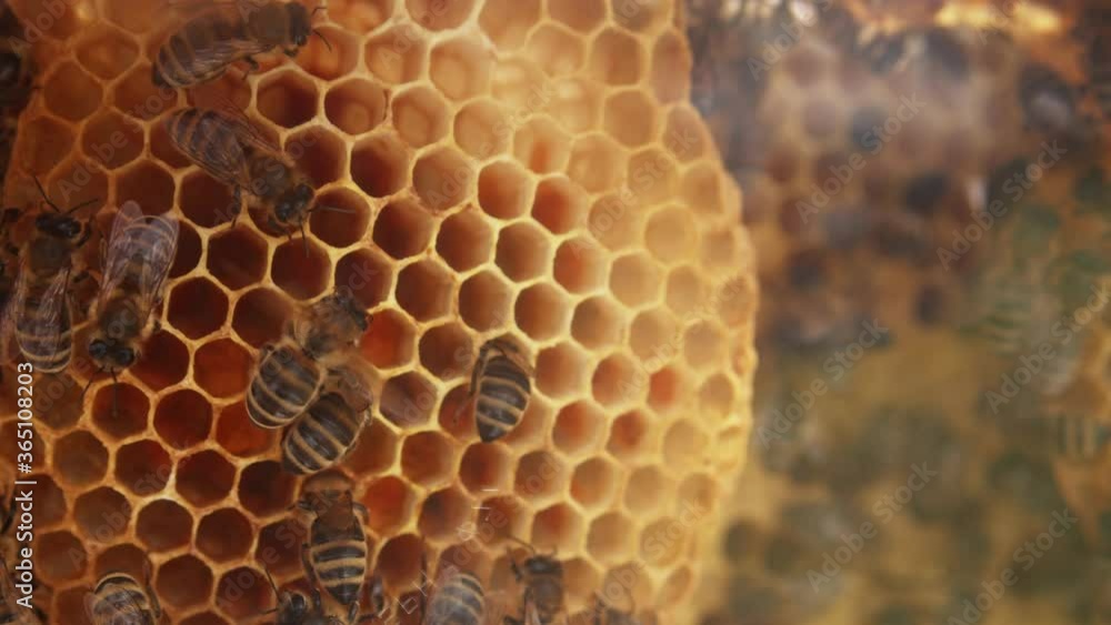 Swarming honey bees brood caring laying eggs in wax cells honeycomb ...