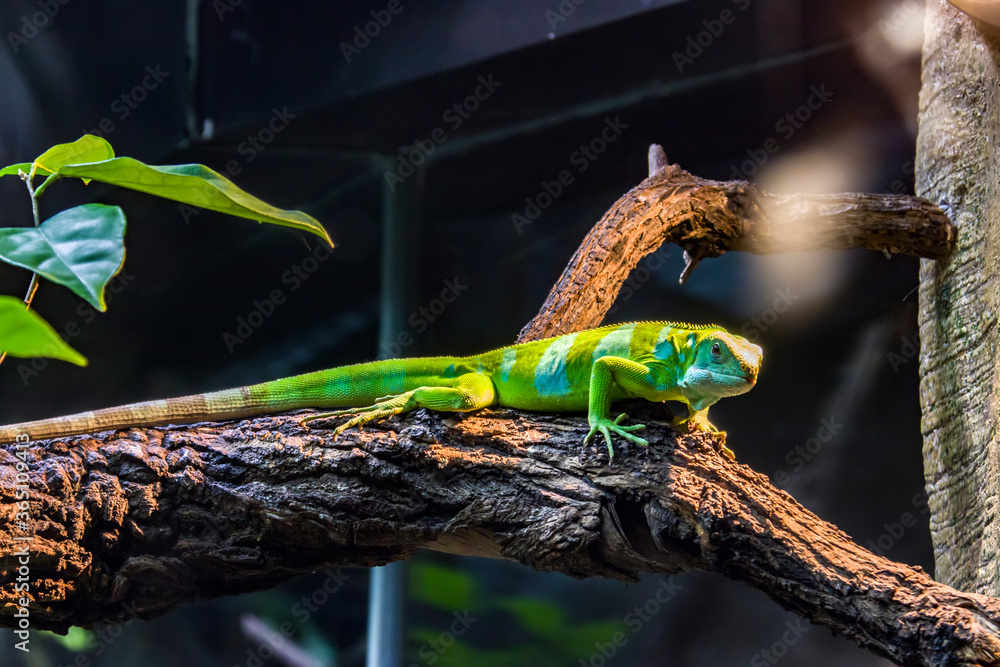 the closeup image of Fiji banded iguana (Brachylophus fasciatus) An ...