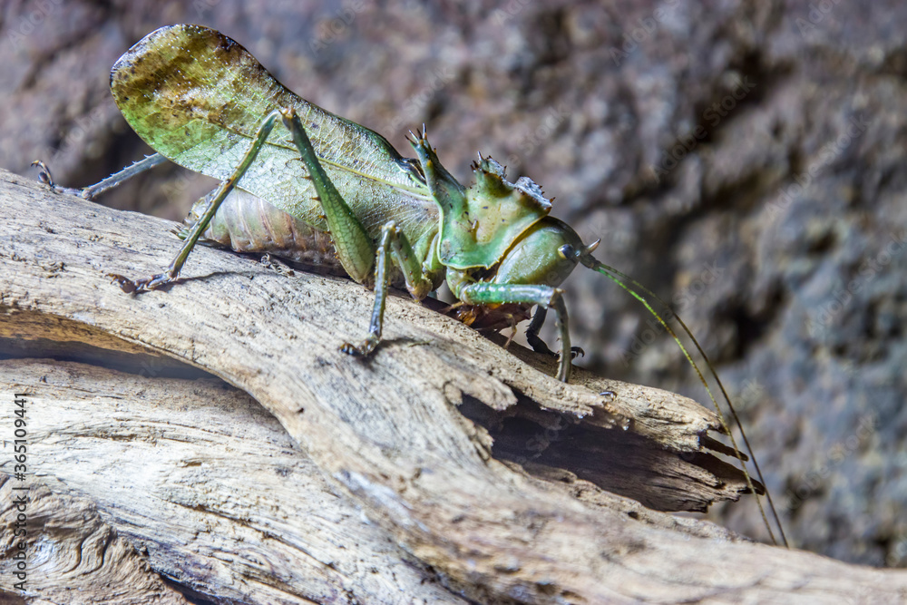 Dragon headed katydid (Eumegalodon blanchardi) is omnivores. They eat ...