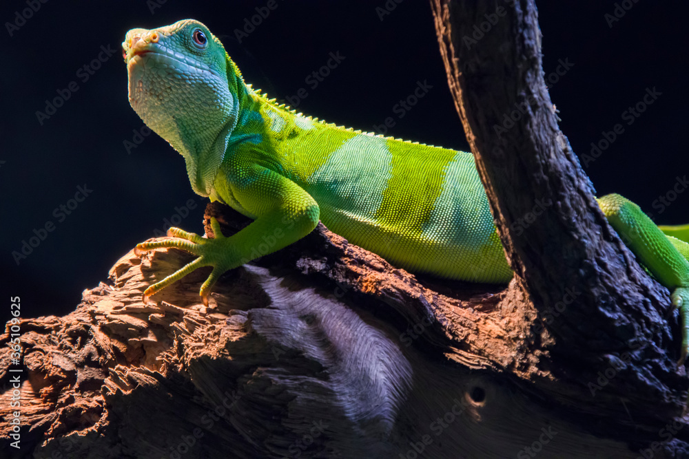 the closeup image of Fiji banded iguana (Brachylophus fasciatus) An ...