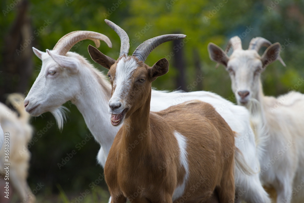 Goats in nature. Three goats are standing next to each other. In the ...