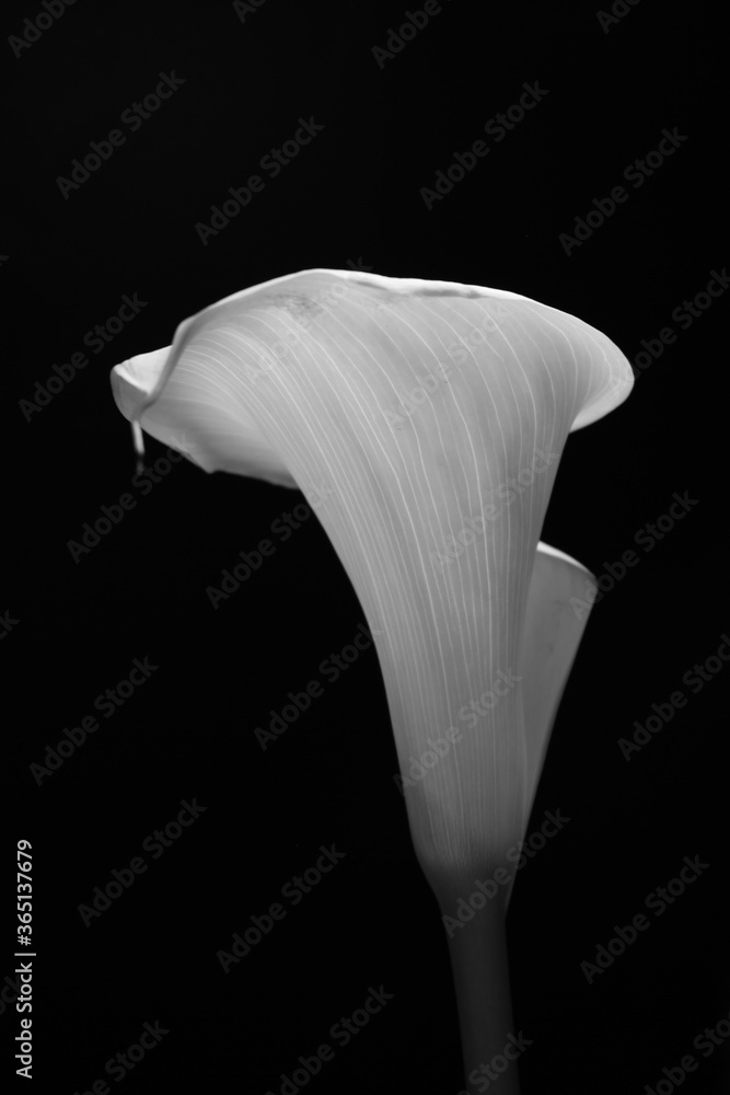 Alcatraz en blanco y negro Stock Photo | Adobe Stock