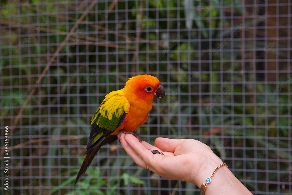a parrot sits on a woman’s hand in a Thai zoo on Koh Samui, the joy and ...