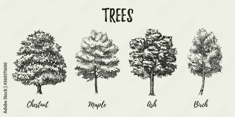 Hand drawn sketch tree species illustration set. Vector isolated ...