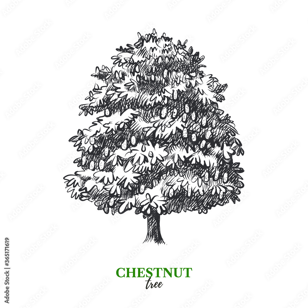 Hand drawn sketch chestnut tree illustration. Vector isolated vintage ...