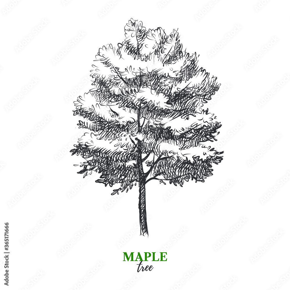 Hand drawn sketch maple tree illustration. Vector isolated vintage ...