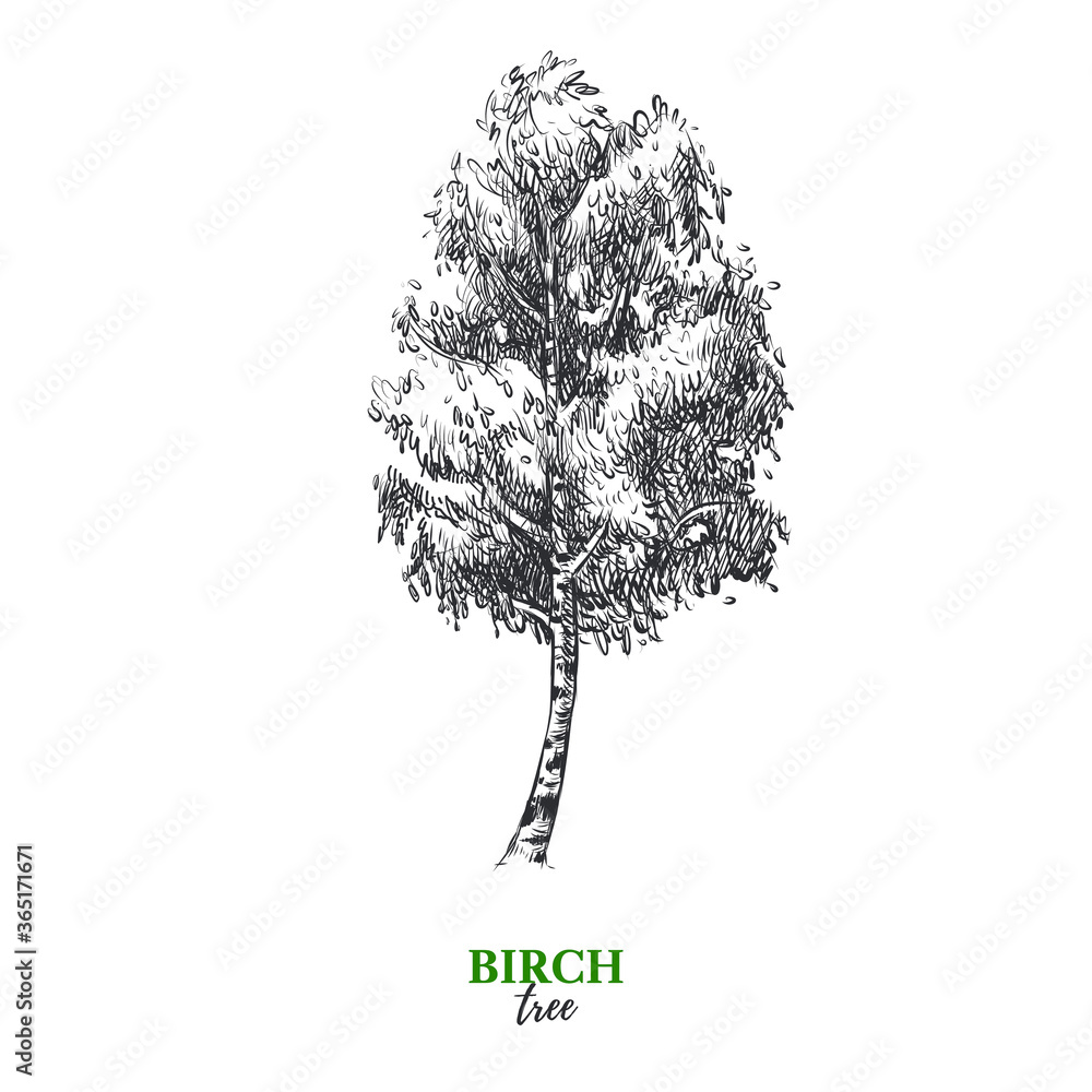 Hand drawn sketch birch tree illustration. Vector isolated vintage ...