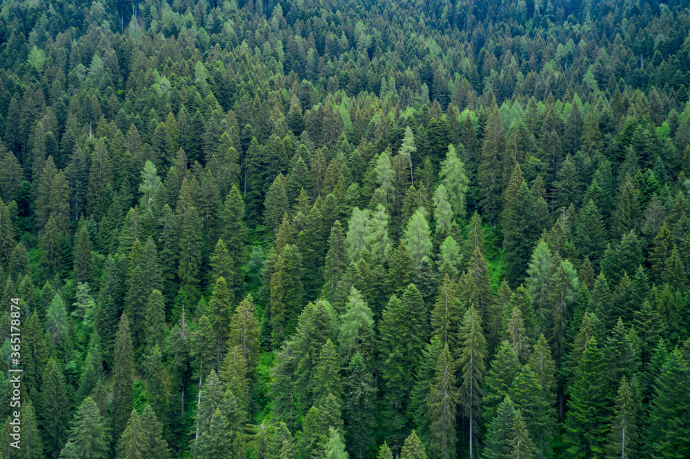 Alpine spruce forest on a hill. Plantation of spruce trees. Top down ...