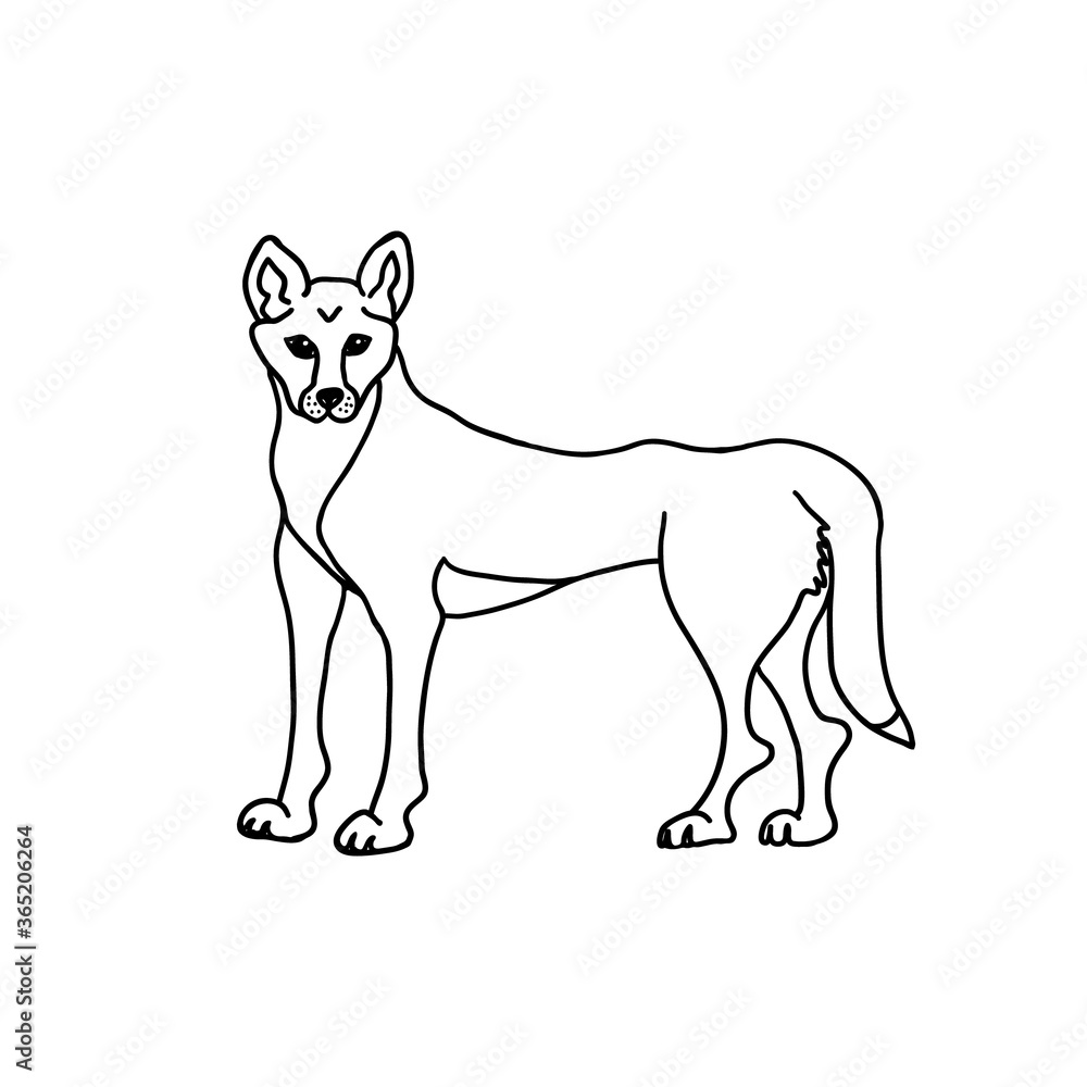 Dingo Outline