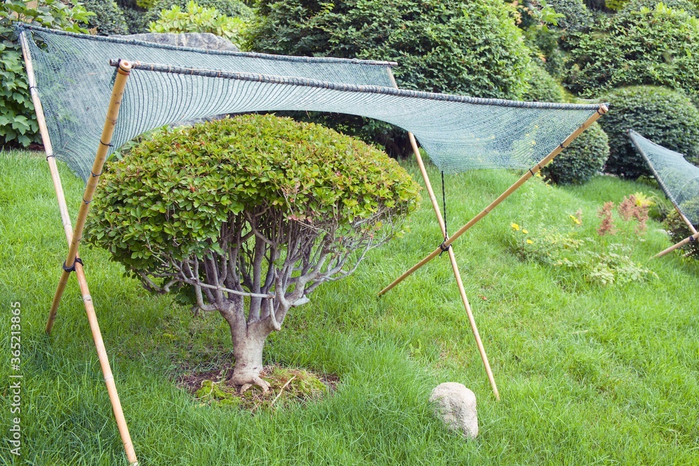 Textile shading netting mesh over dwarf bonsai tree for sun protection ...