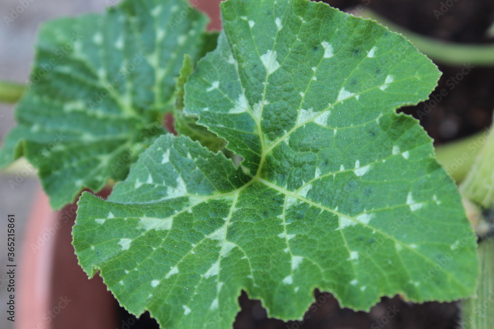 Pattern of pumpkin maxima leaves spreading in the morning, cucurbita ...